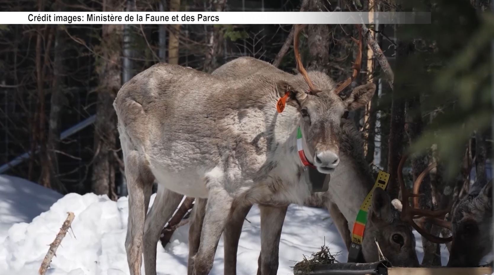 Ottawa prêt à agir pour le caribou forestier - TVA Abitibi-Temiscamingue