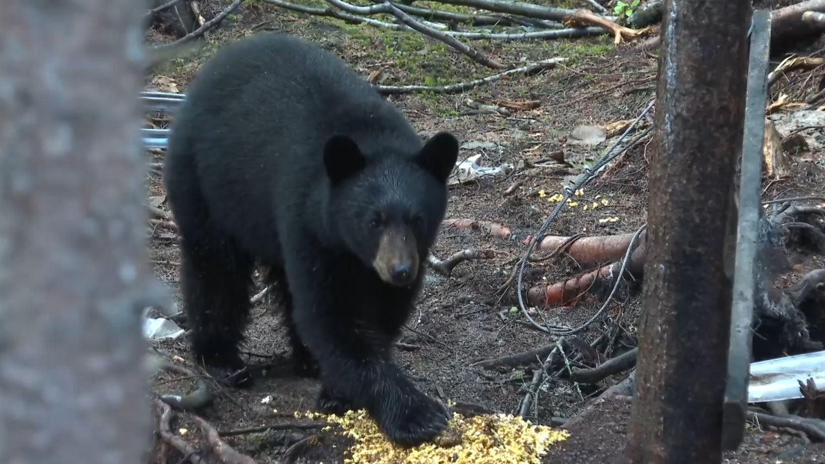 Feux de forêt : Les impacts sur la faune témiscabitibienne - TVA ...