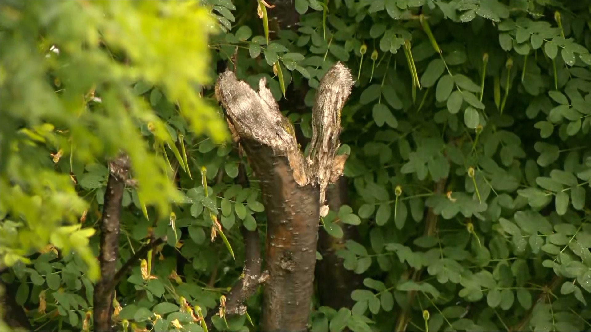 Vandalisme : Des arbres endommagés à Amos et à Ville-Marie - TVA ...